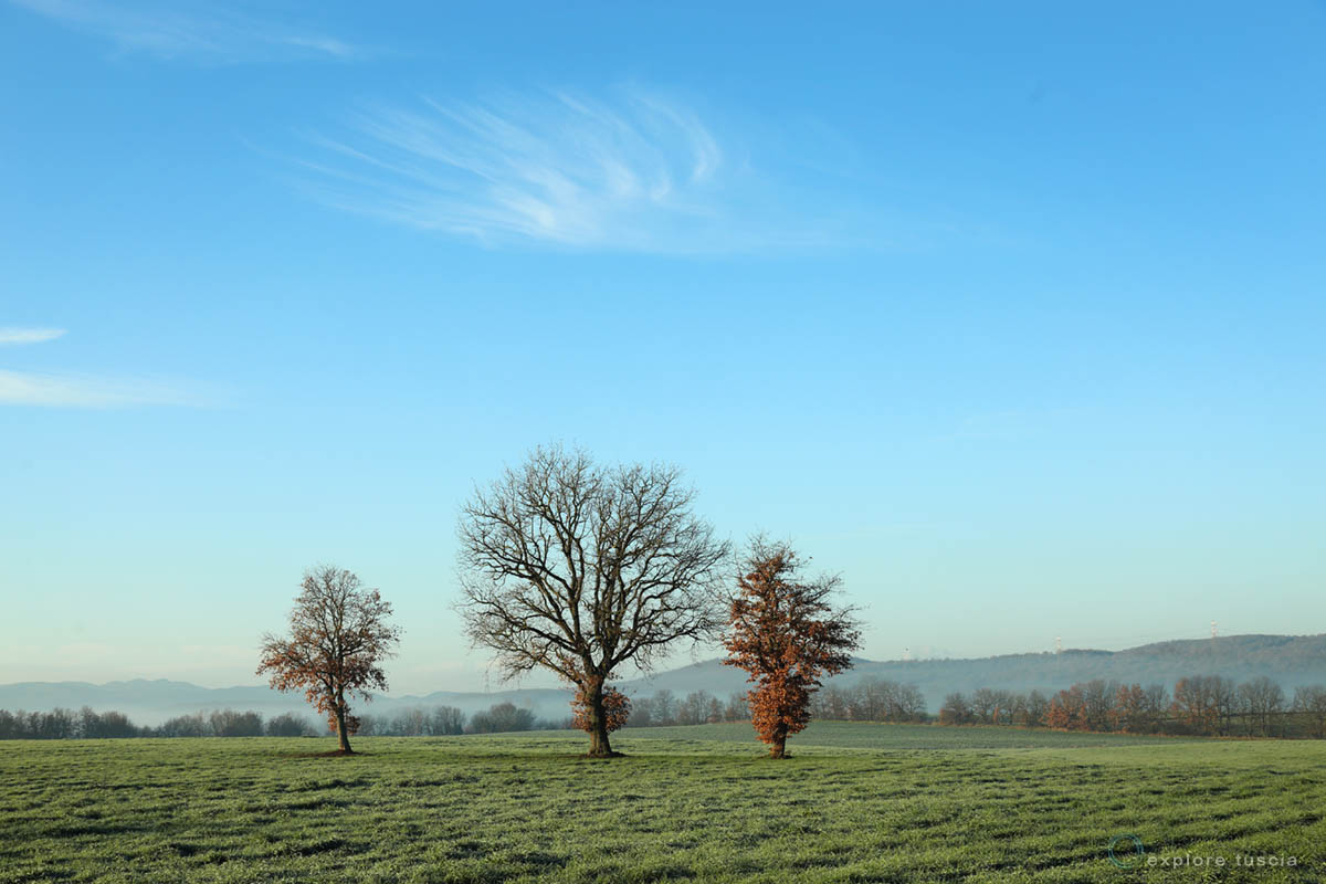 Tre Alberi! - Explore Tuscia